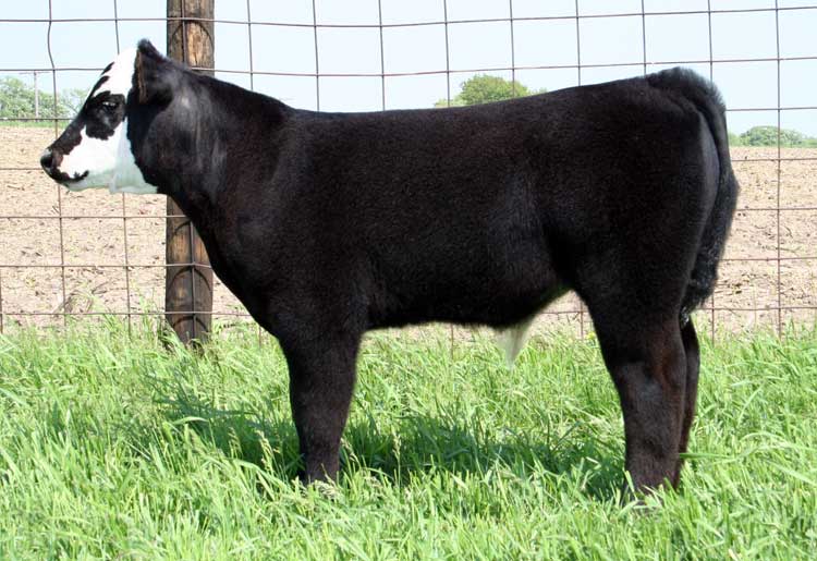 Heat Wave x Who Made Who